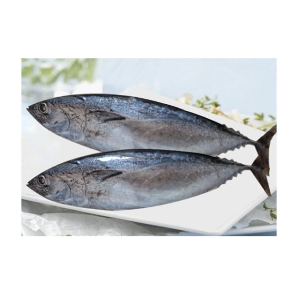 Frozen Bonito Fish – Temp Zen Global Pty